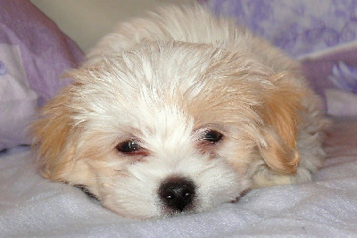 Chiens de France - Achat et vente de chiots de race issus d'élevages