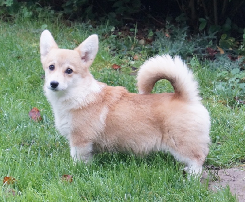 Chien Welsh Corgi Pembroke Gigi : jina coccola Du clos des duchesses