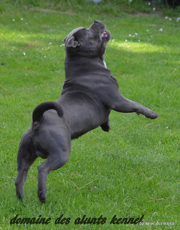 Accueil - Elevage du domaine des Alunts - eleveur de chiens ...