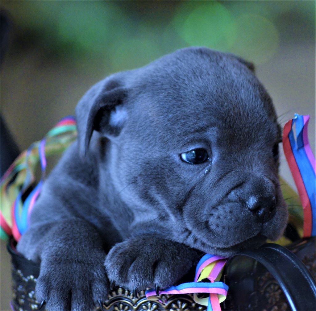 Accueil - Elevage du domaine des Alunts - eleveur de chiens ...