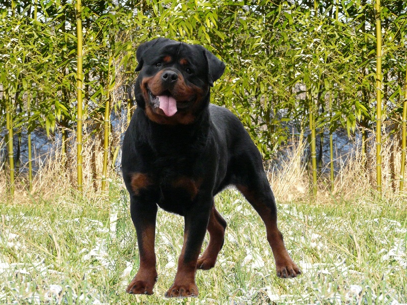 Chien Rottweiler Booba vom Engel der Nacht