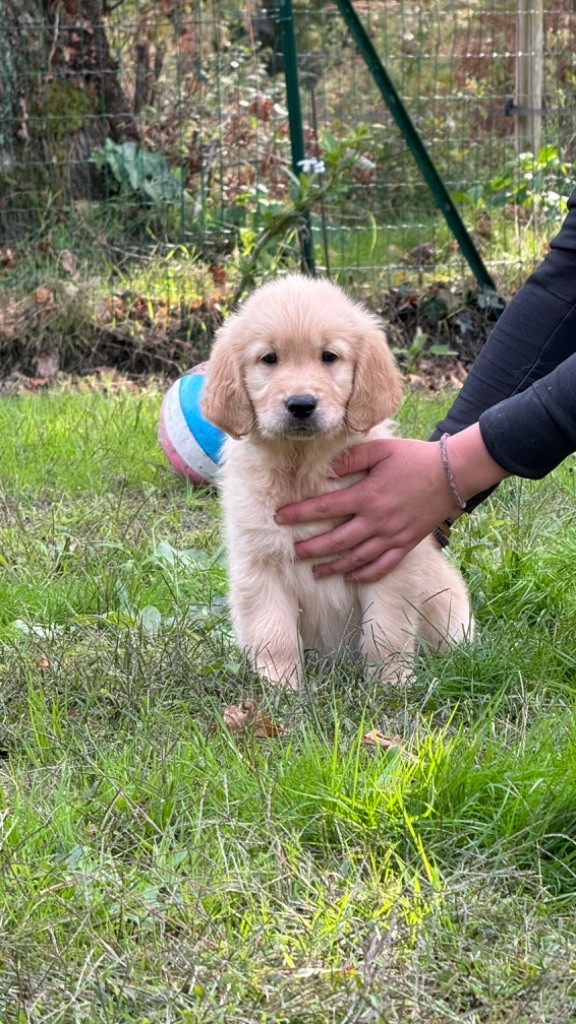 Chiot Golden Retriever - CHIOT 1 du haut de la Girauderie