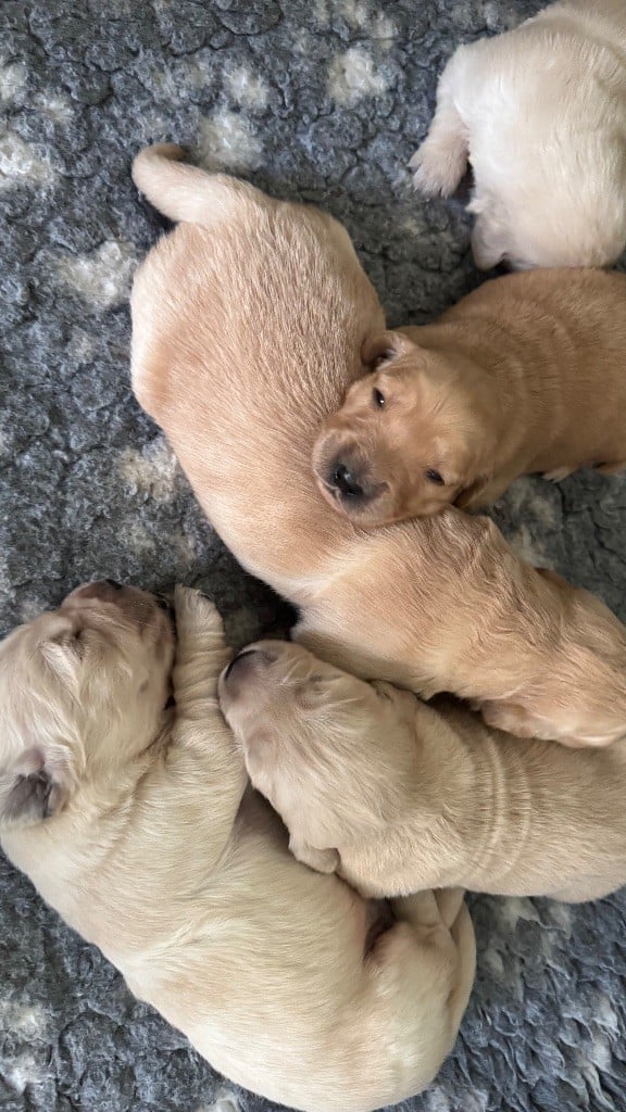 Chiot Golden Retriever - CHIOT 4 du haut de la Girauderie