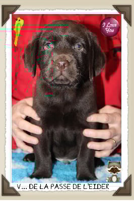 Chiots LOF Labrador Retriever à vendre en Auvergne-Rhone-Alpes