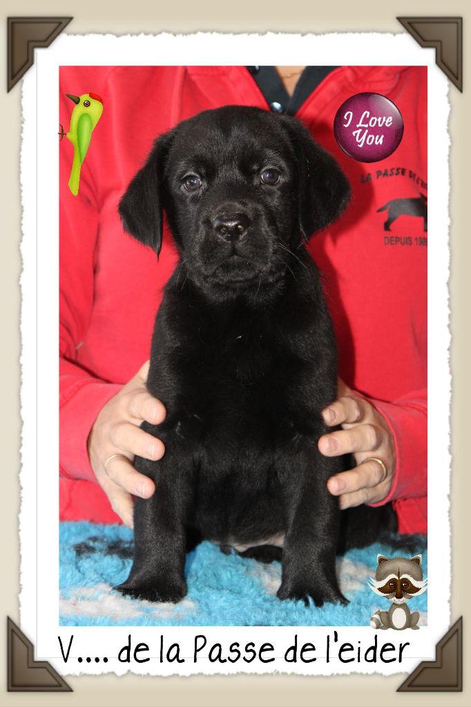 Chiot Labrador Retriever - V... n°774 de la Passe de l'Eider