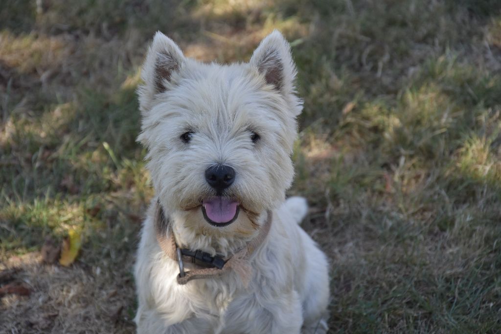 Chien West Highland White Terrier Mirza de Paline