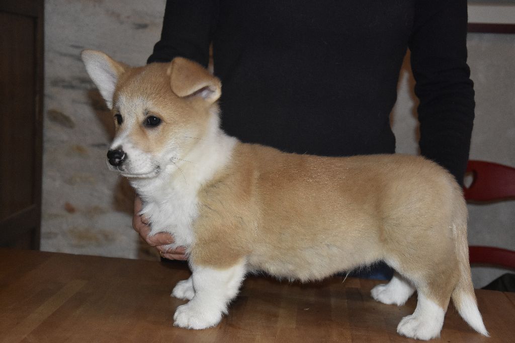 Chiots à vendre - Elevage de Paline - eleveur de chiens Welsh Corgi ...