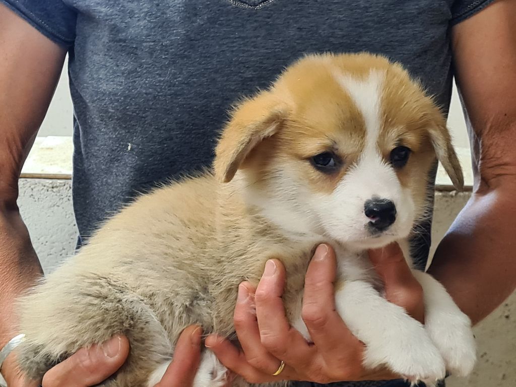 Chiot Welsh Corgi Pembroke - VIRTUOZ de Paline