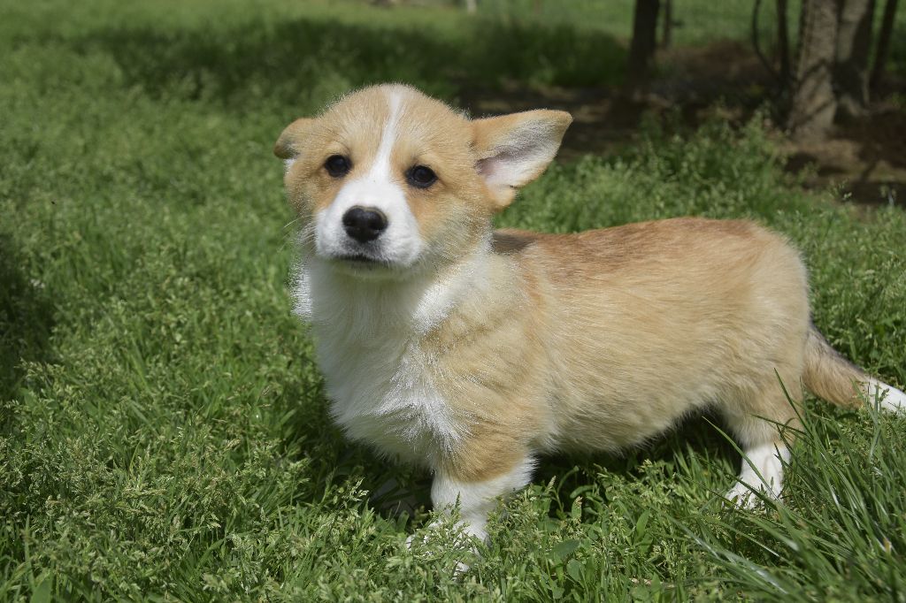 Chiot - Elevage de Paline - eleveur de chiens Welsh Corgi Pembroke