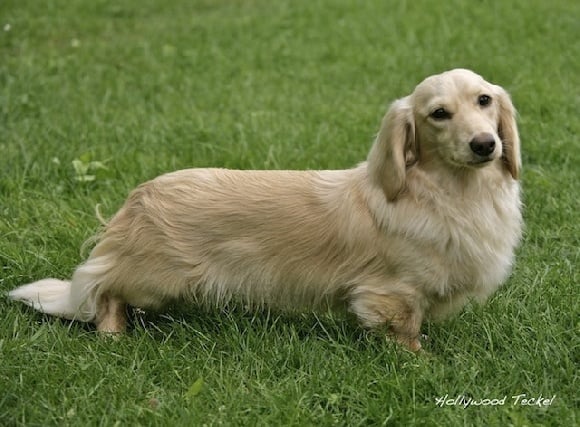 Accueil - Elevage d'Hollywood Teckel - eleveur de chiens Teckel poil long