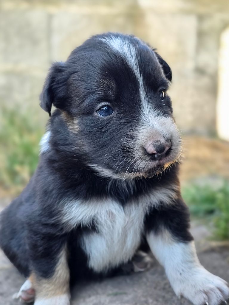 Chiot Border Collie - Noir et blanc tricolore des Lacs de la Cote d'Argent