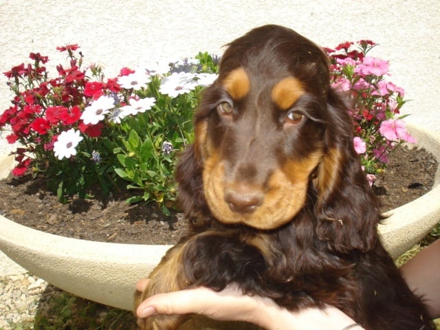 Chiot - Elevage du bois Vayernaude - eleveur de chiens Cocker Spaniel ...