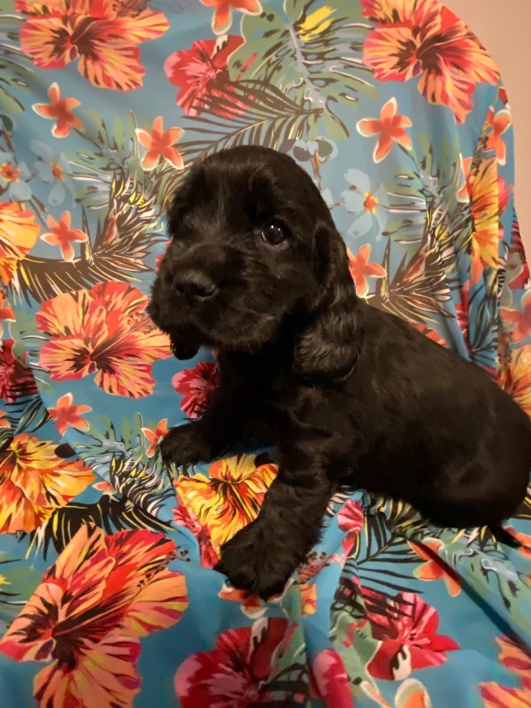 Chiot Cocker Spaniel Anglais - Abbie du domaine des roches rouges