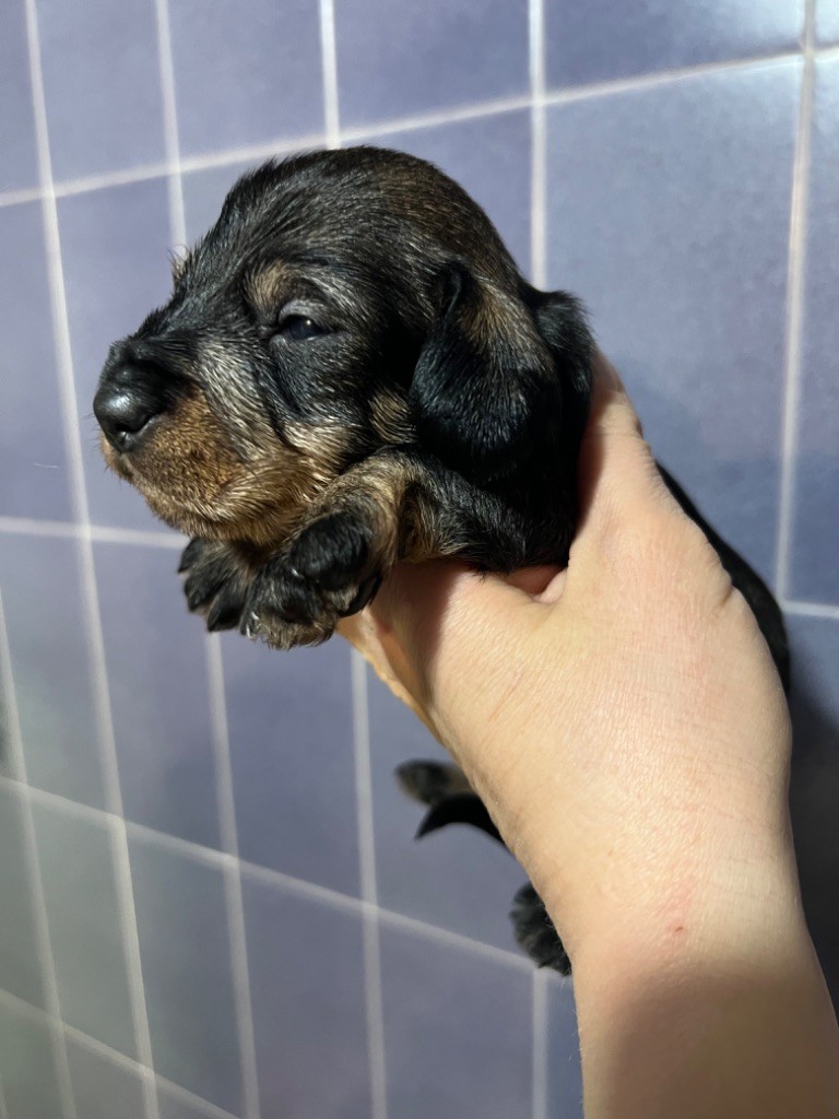 Chiot Teckel poil dur - CHIOT 1 in the Purple Moon