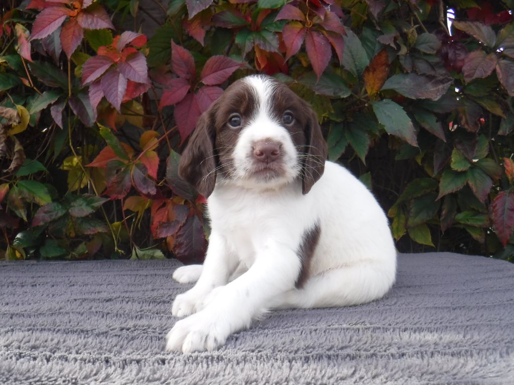 Chiots à vendre - Elevage du chemin des cavaliers - eleveur de chiens ...