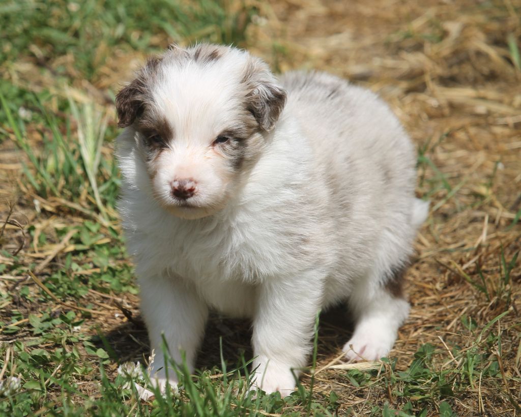 Chiot Berger Australien - Femelle rouge merle bicolore of Cree's River