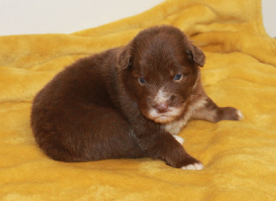 Chiot Berger Australien - Rouge merle tricolore of Cree's River