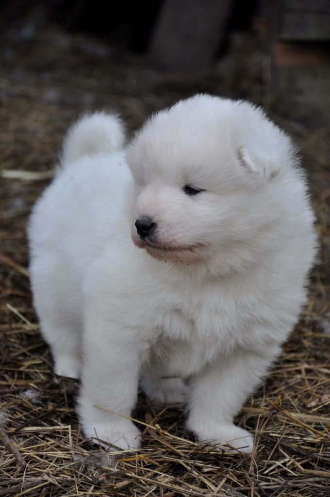 Chiots à vendre - Elevage de l'Eden de Basthêt - eleveur de chiens Samoyède