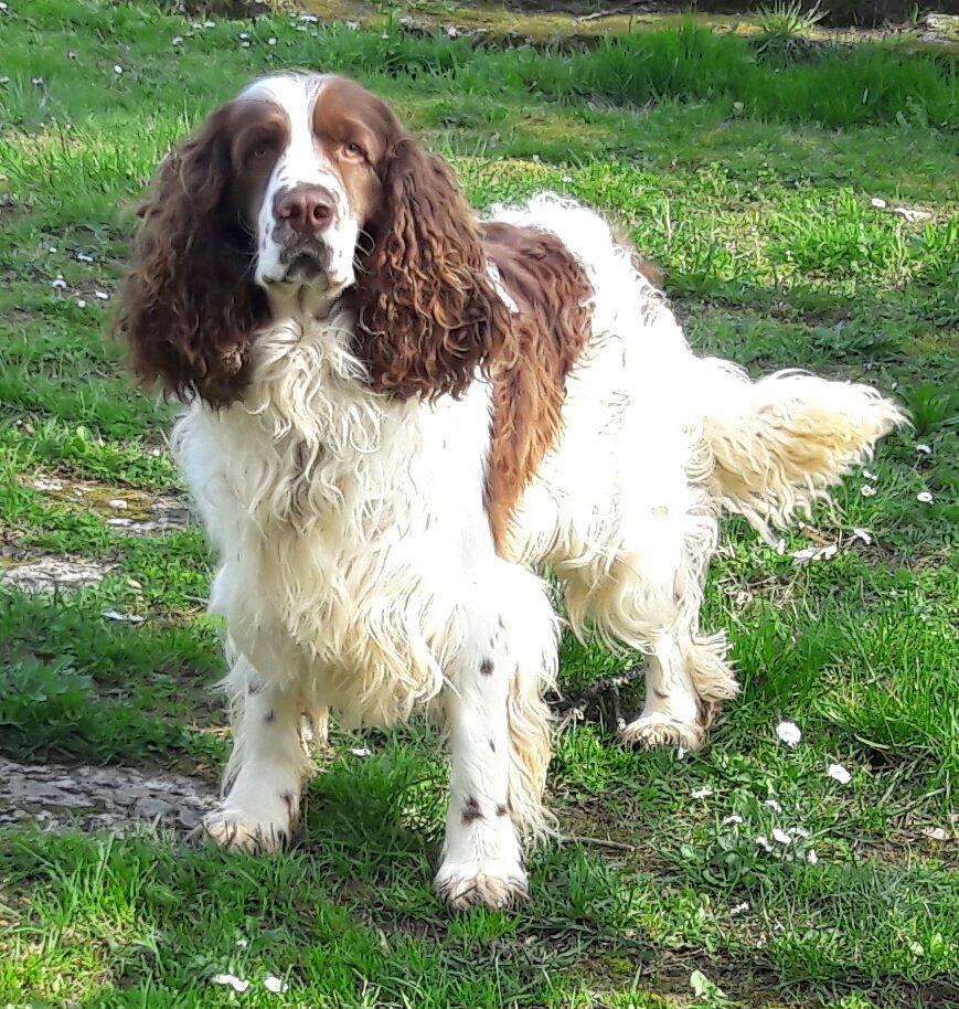 Accueil - Elevage de la Vallée de d'Artagnan - eleveur de chiens ...