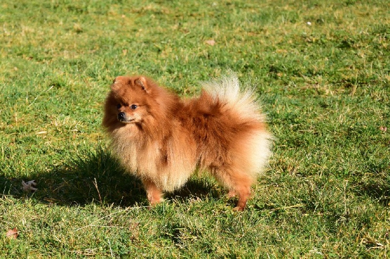 Chien Spitz allemand In the moonlight dit foxy of Piek'Shawi