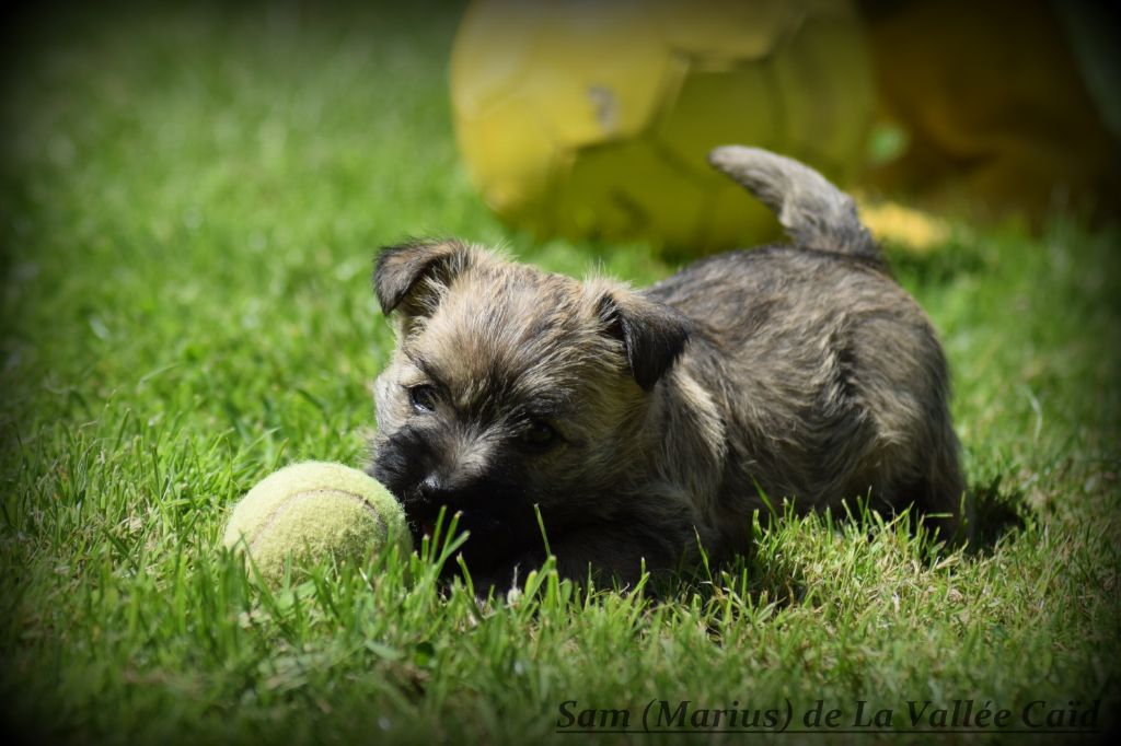Chiot - Cairns Terriers de La Vallée Caïd - Elevage Cairn Terrier ... Chiot - Cairns Terriers de La Vallée Caïd - Elevage Cairn Terrier ...