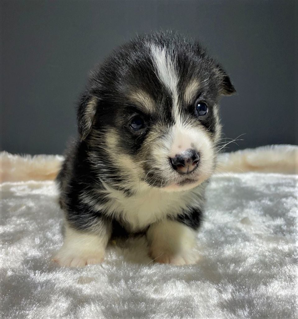 Chiot Welsh Corgi Pembroke - CHIOT 2