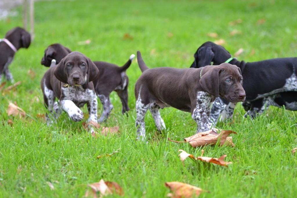 Chiot - Elevage des champs de blé doré - eleveur chiot braque allemand ...