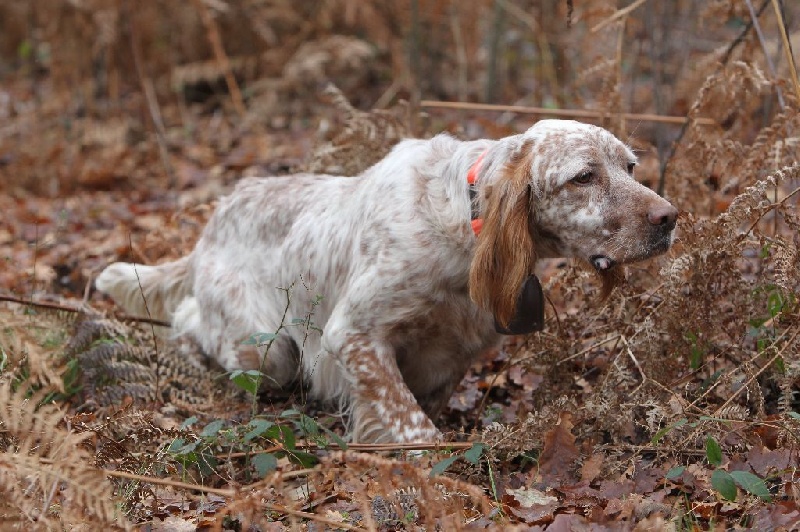 Photo - Elevage de la joux de la becasse - Setter anglais