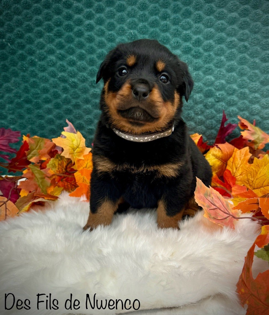 Chiot Rottweiler - multicolore des fils de Nwenco