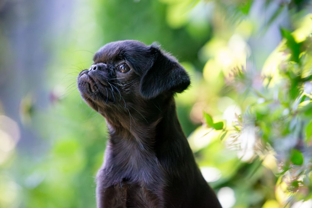 Accueil - Elevage Pixels - eleveur de chiens Griffon bruxellois