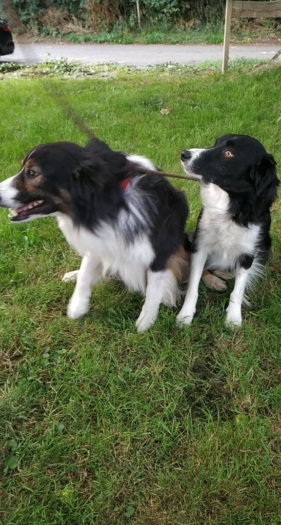 Accueil - Elevage du Blason de l'Ourse - eleveur de chiens Border Collie