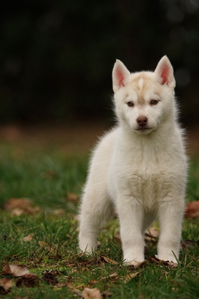 Chien - Izaak of Arctic Wolf Dream - Elevage Of Arctic Wolf Dream ...