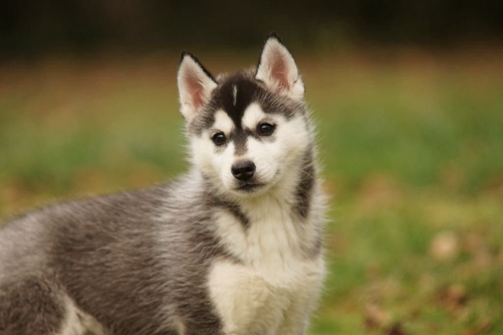 Chien - Izaak of Arctic Wolf Dream - Elevage Of Arctic Wolf Dream ...