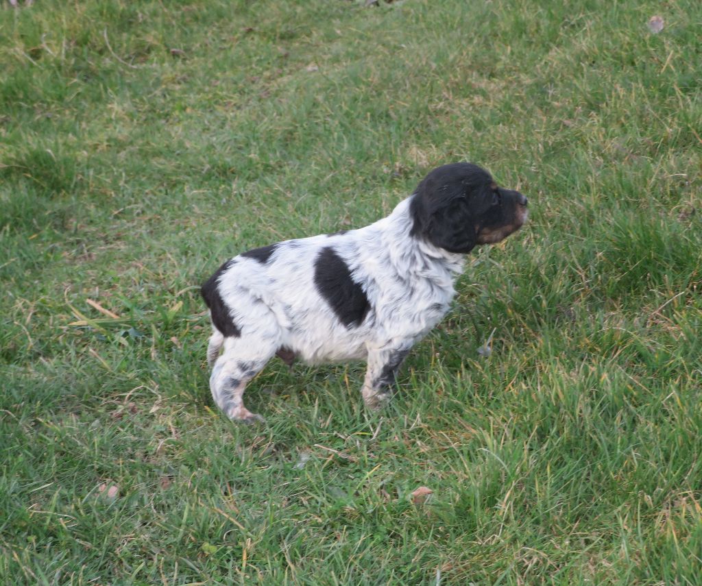 Mâles - Elevage De la plaine marat - eleveur de chiens Epagneul Breton