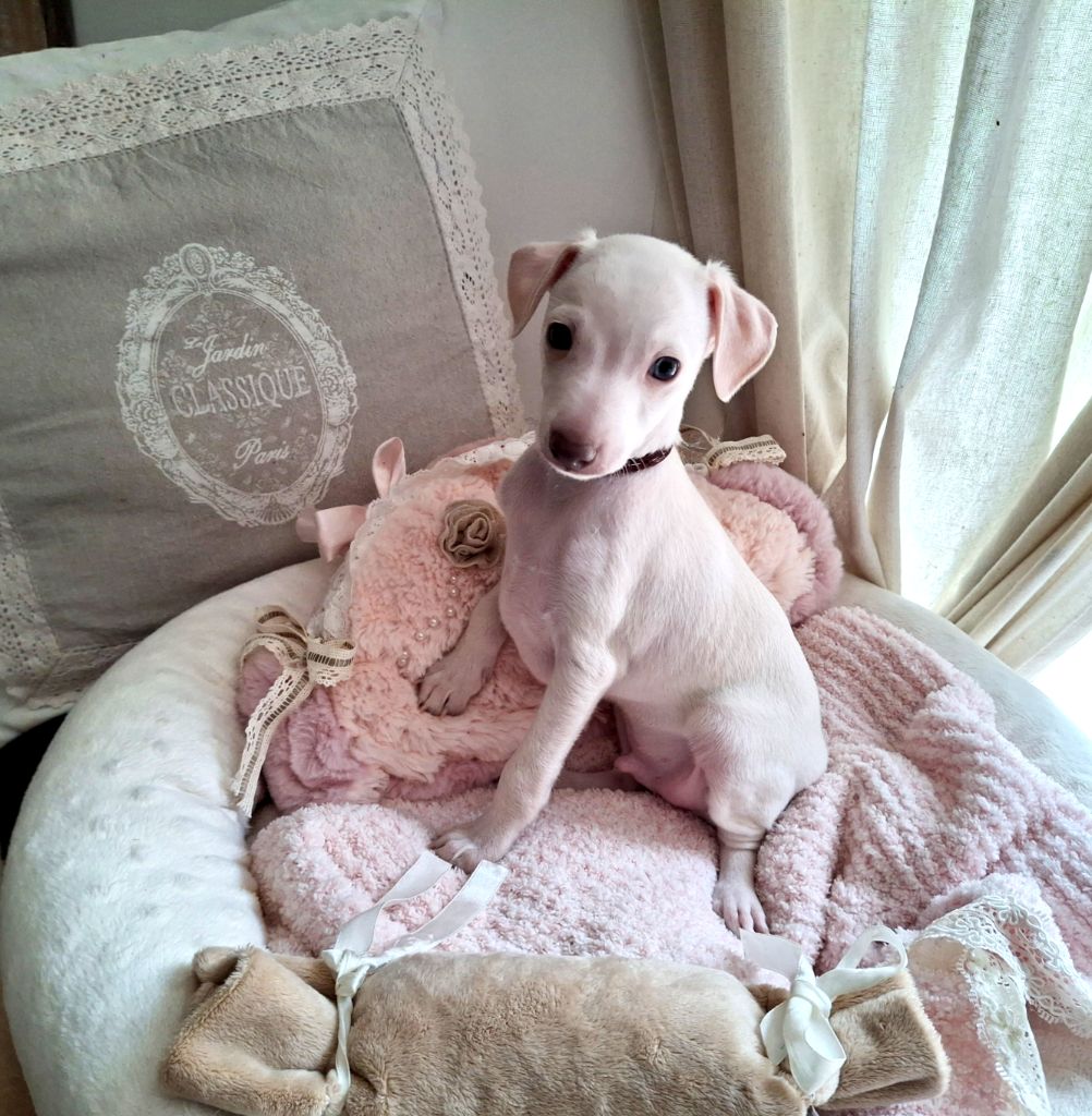 Actualité - Elevage du Jardin d'Hélios - eleveur de chiens Petit ...