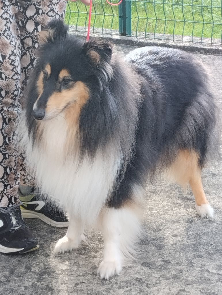Accueil - Elevage Du pays basque - eleveur de chiens Colley à poil long