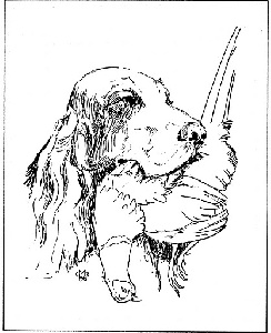 Accueil - Elevage keen hunter - eleveur de chiens Cocker Spaniel Anglais