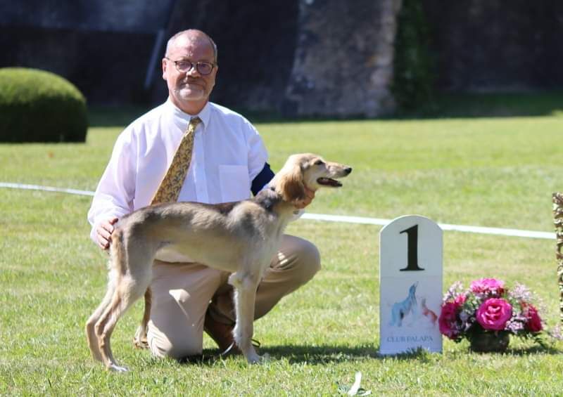 Accueil - Elevage des vents d'orient - eleveur de chiens Saluki