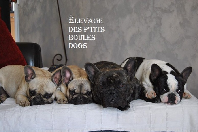 Accueil - Elevage Des P'tits Boules Dogs - eleveur de chiens Bouledogue ...