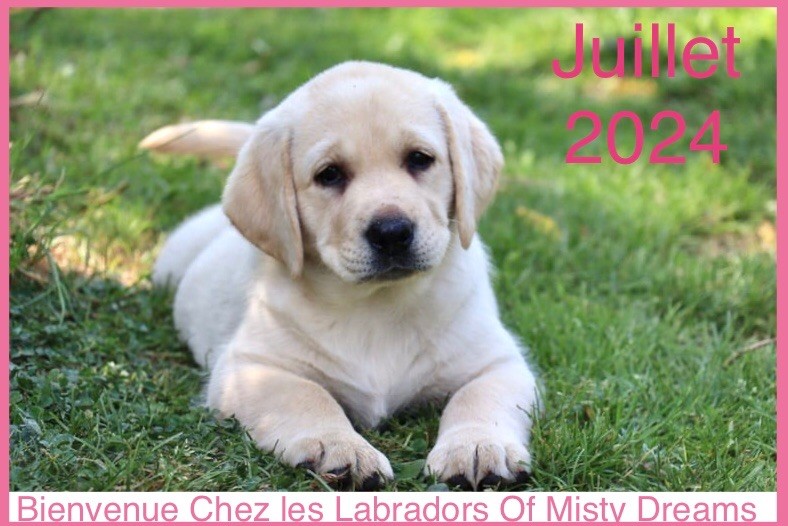Accueil - Elevage labrador of misty dreams - eleveur de chiens Labrador ...