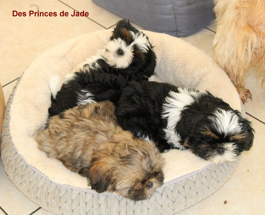 Accueil - Elevage Des Princes De Jade - eleveur de chiens Shih Tzu