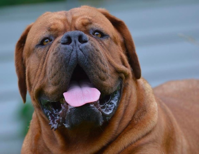 Accueil - Elevage Dogue Force One - eleveur de chiens Dogue de Bordeaux