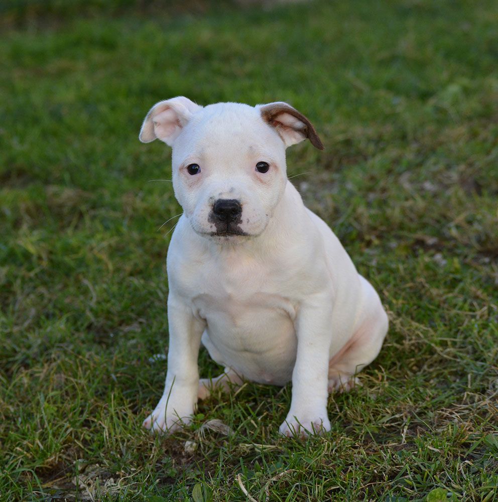 Accueil - Elevage Of Havannah Staff - éleveur de chiens Staffordshire ...