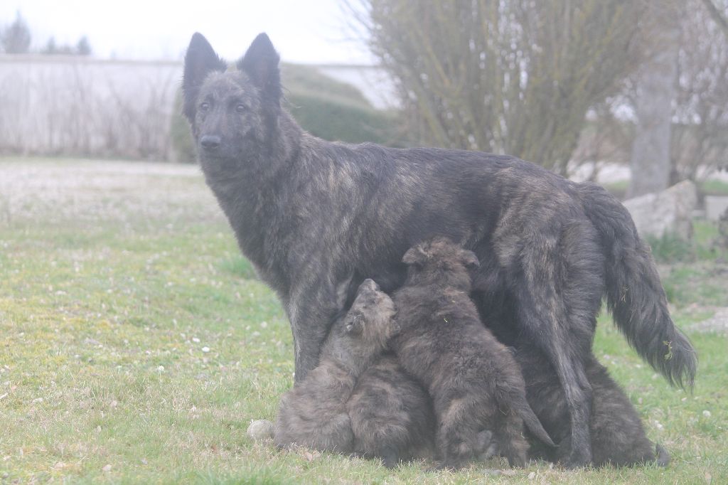 Actualité - Elevage Brindle Wolf - eleveur de berger hollandais poil long