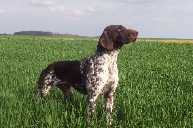 Accueil - Elevage de la Haille au loup - eleveur de chiens Braque ...