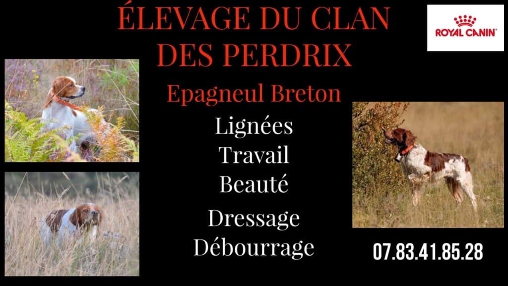 Accueil - Elevage du Clan des Perdrix - eleveur de chiens Epagneul Breton