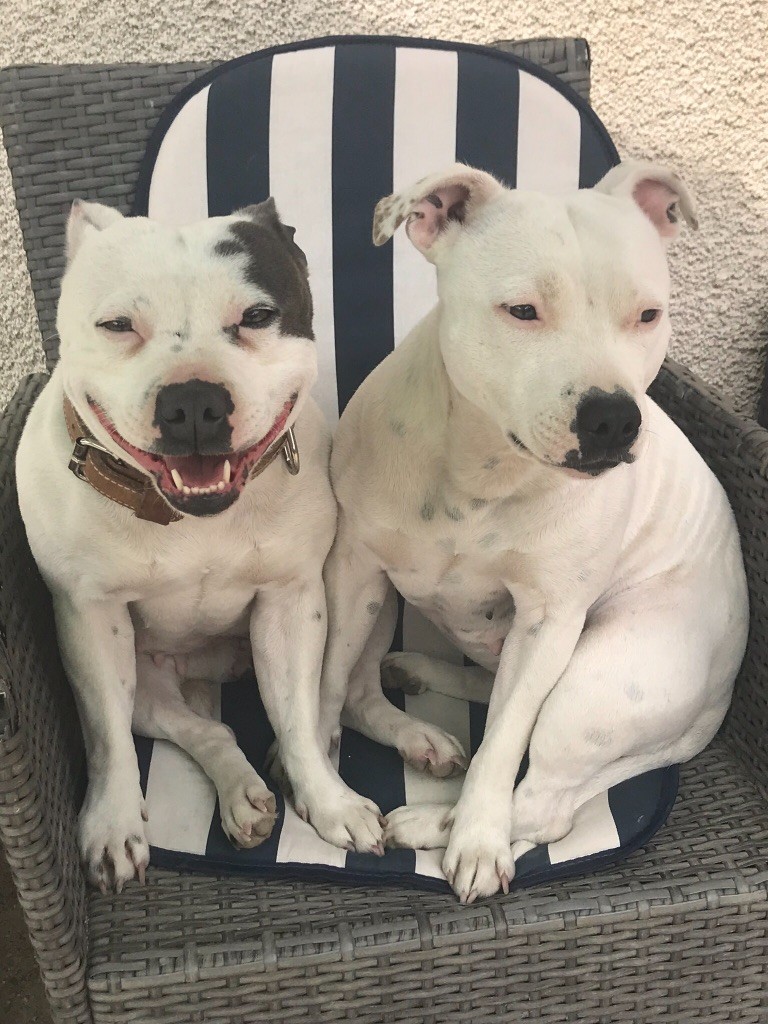 Photos - Elevage Game Of Staffies - eleveur de chiens Staffordshire ...