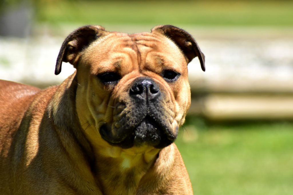 Accueil - Elevage Des Conti's Ador - eleveur de chiens continental Bulldog