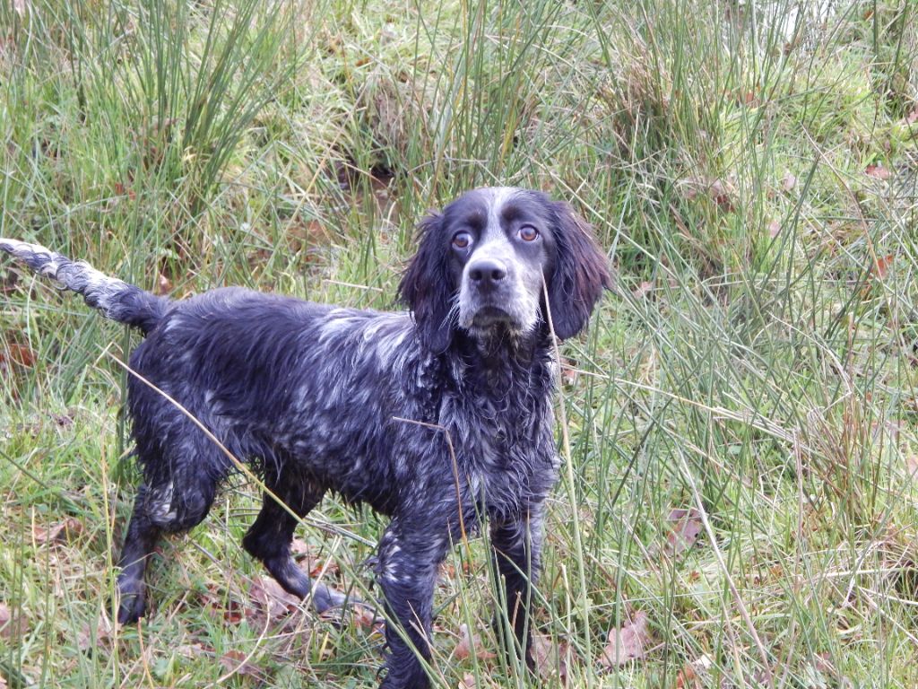 Lien - Elevage du Mas D'Eyraud - éleveur de chiens Setter Anglais