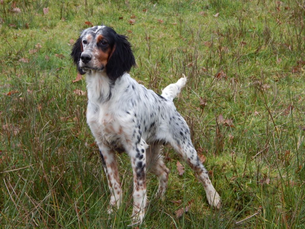 Lien - Elevage du Mas D'Eyraud - éleveur de chiens Setter Anglais
